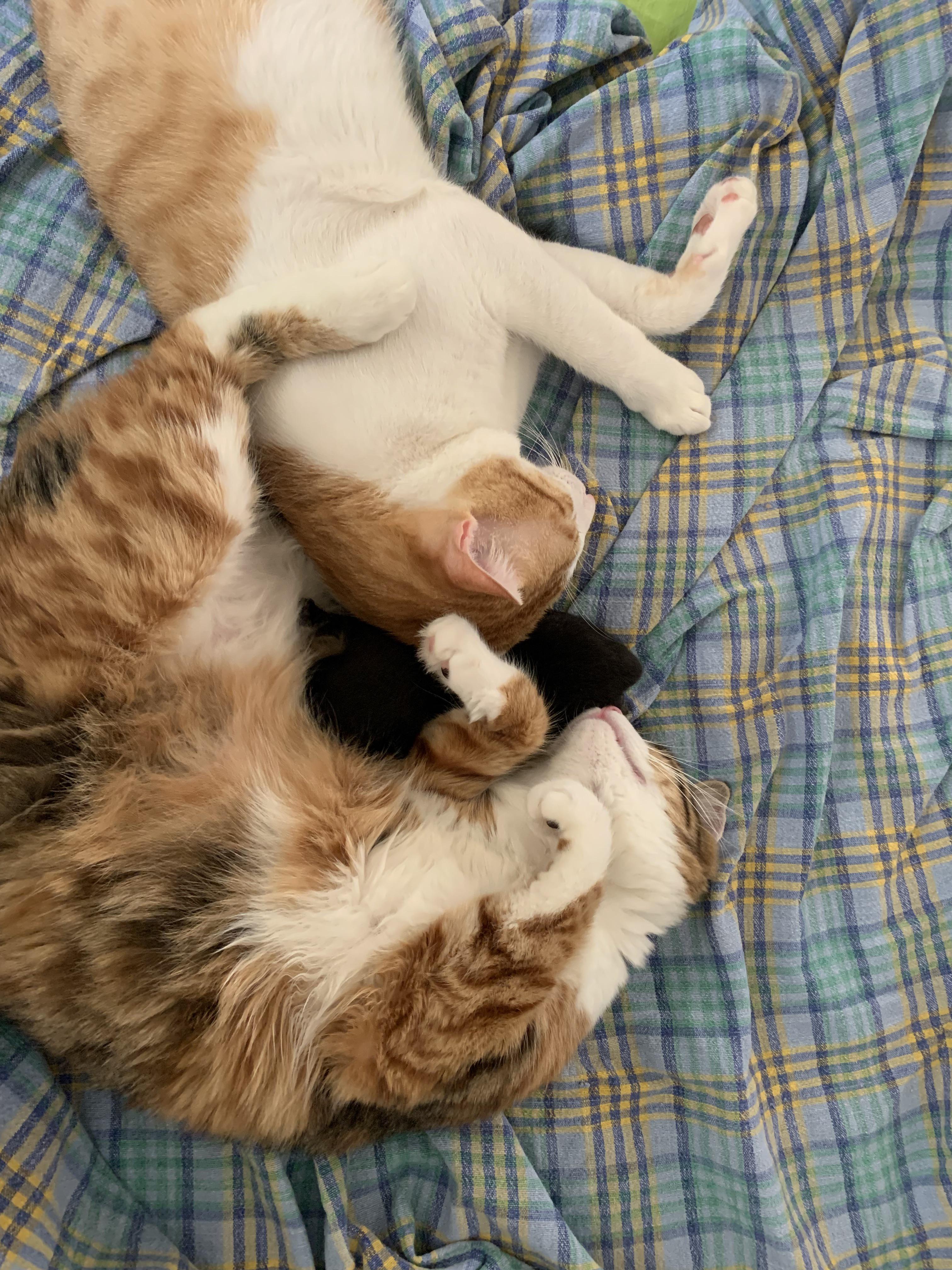 Cuddling between mommy and daddy. | Scrolller