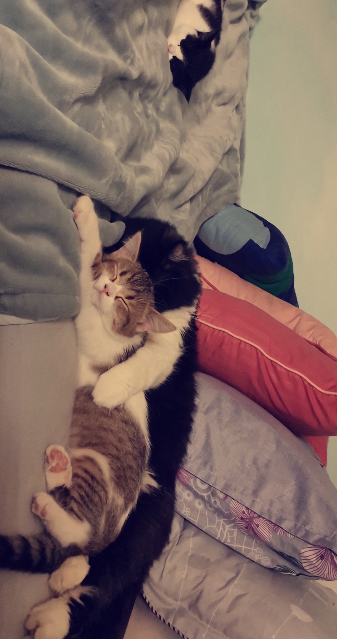 Cuddling mood | Scrolller