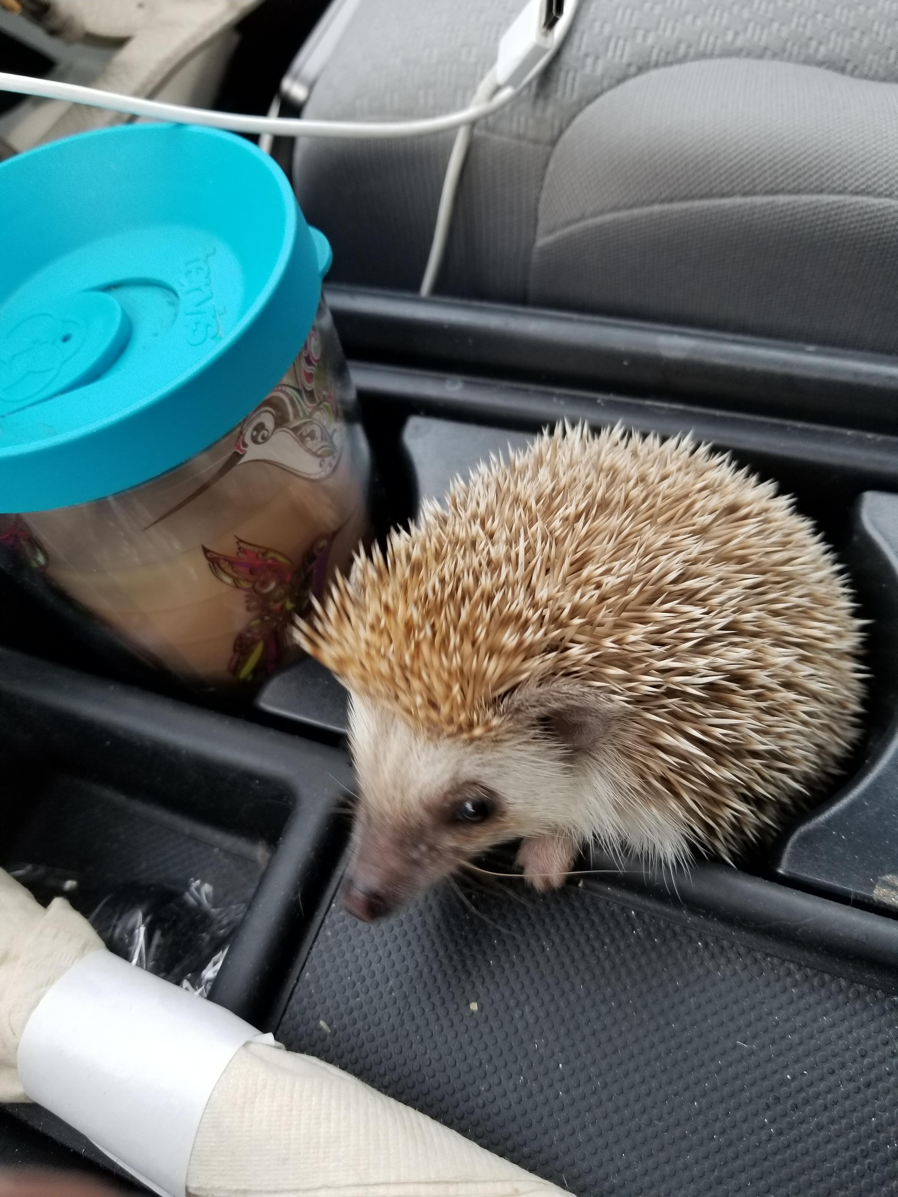 Cup holder hedgie | Scrolller