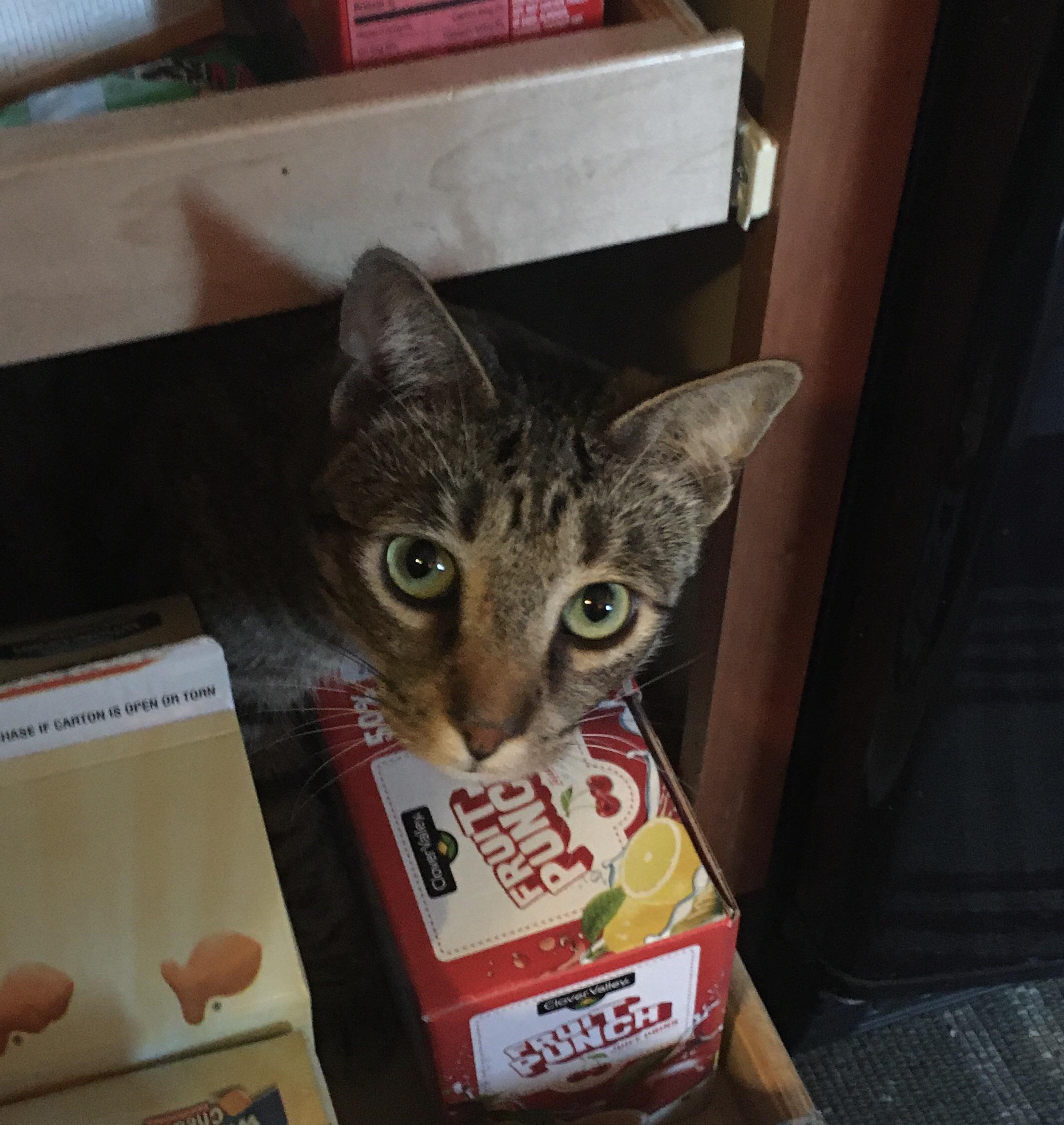 Cupboard Cat! | Scrolller