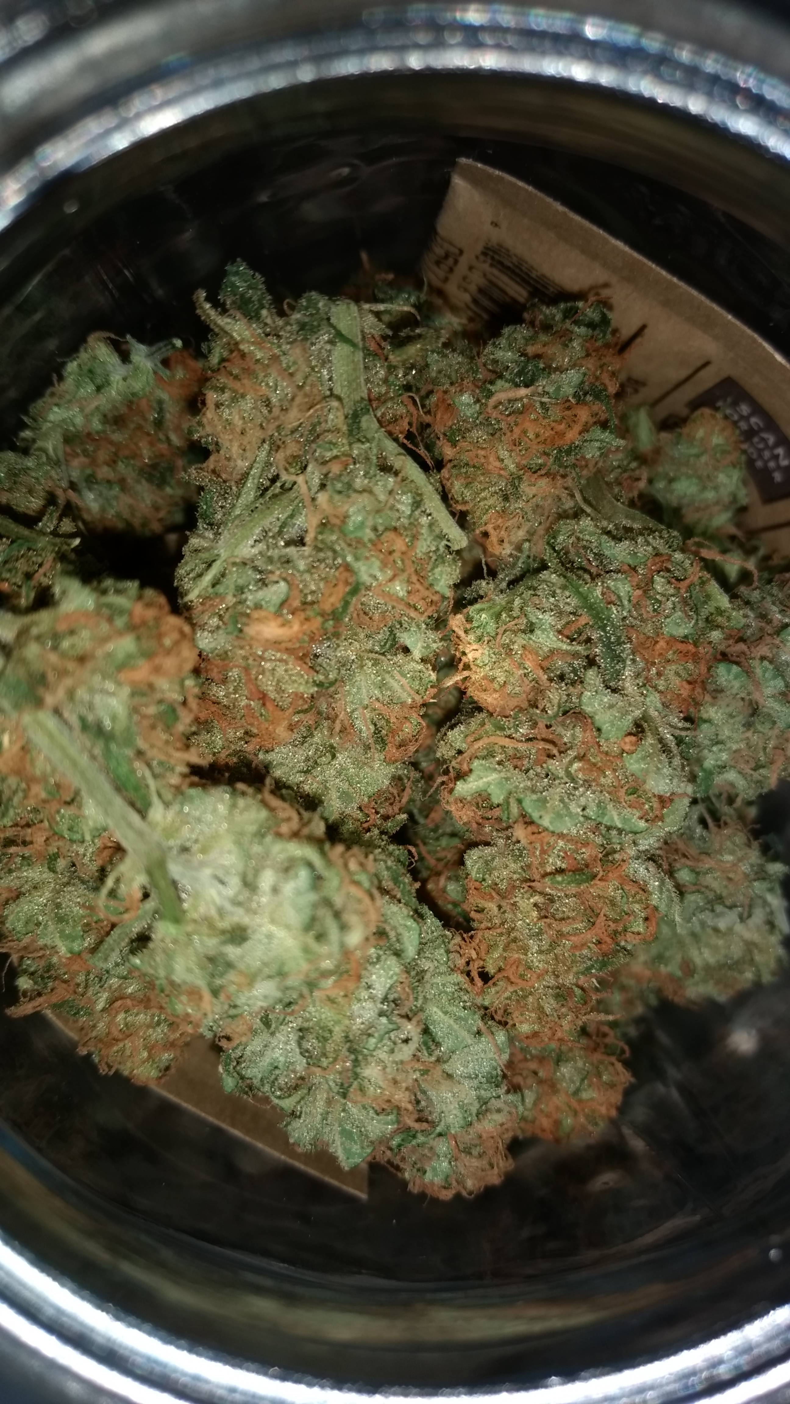 Curing my first ever bucket harvest. Merlot OG and it netted 19.785gr of nice looking bud ...