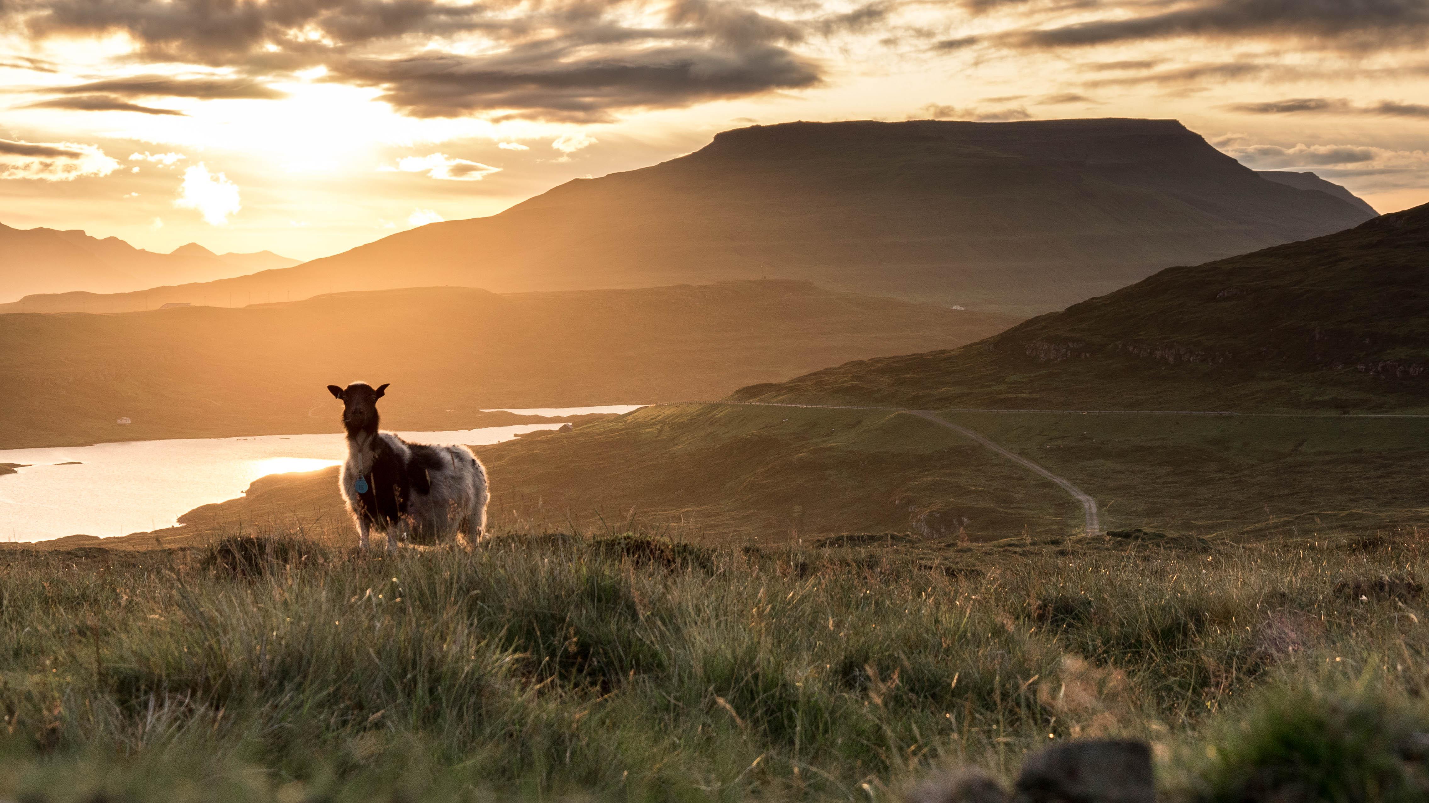 Curious sheep from the Faroe Islands | Scrolller
