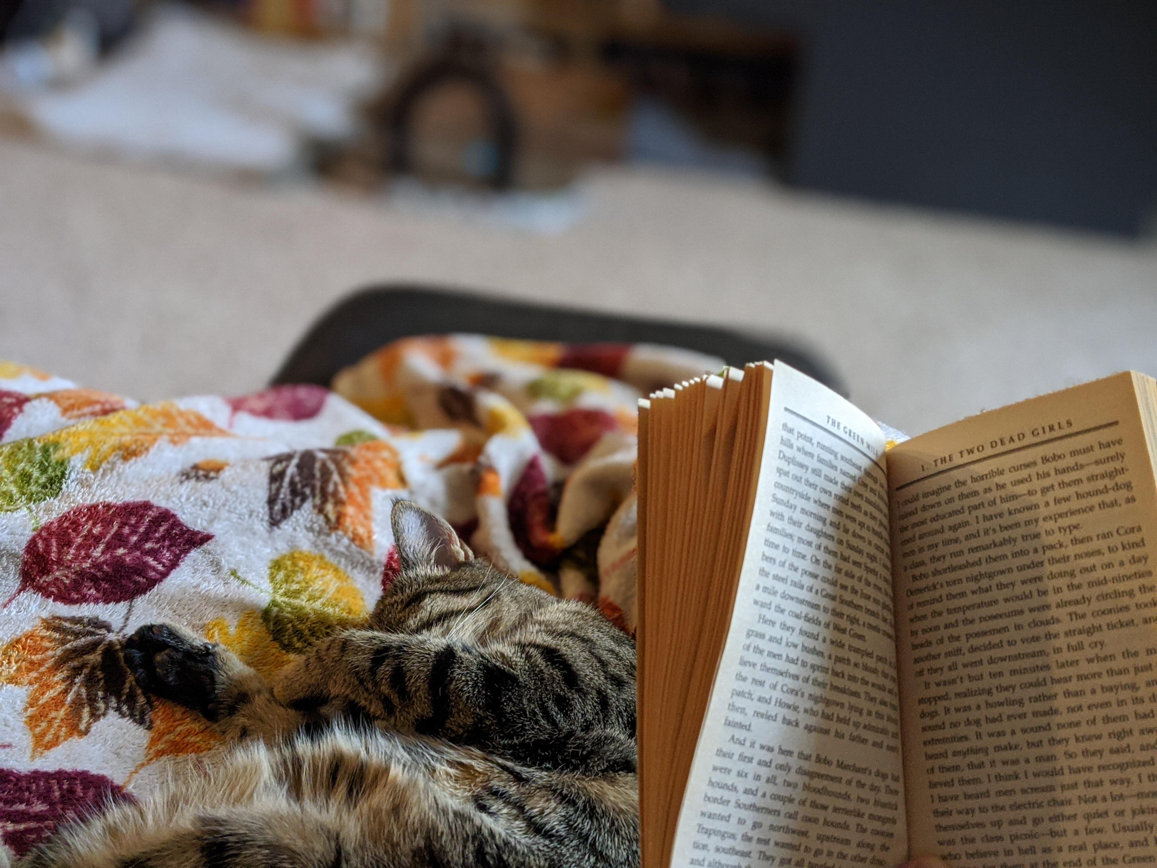 Current situation 🤗🐾📖 | Scrolller