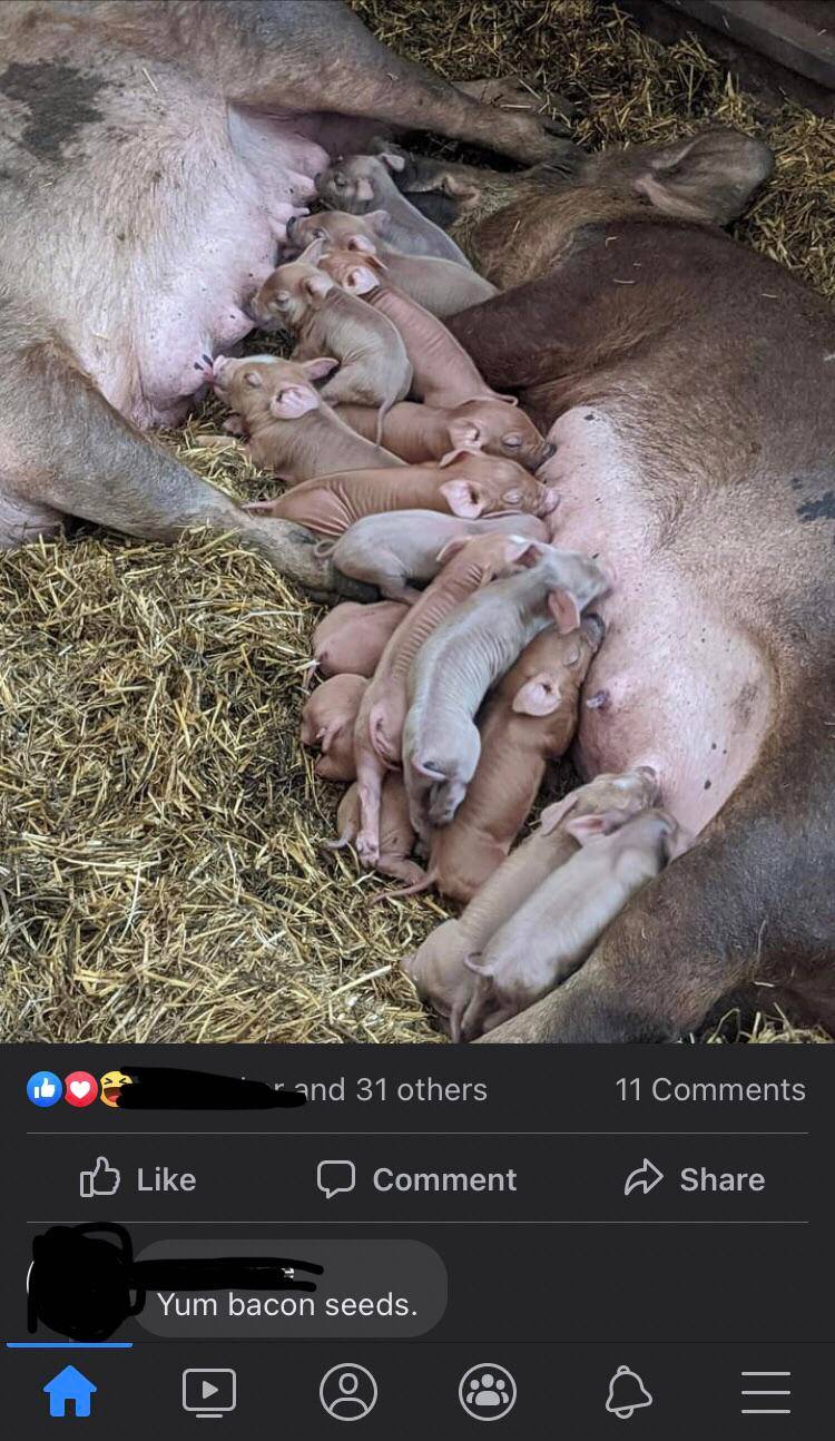 Cursed_bacon | Scrolller