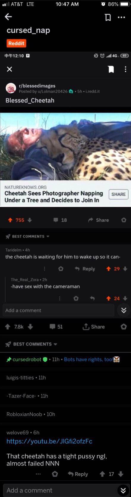 Cursed_cheetah | Scrolller