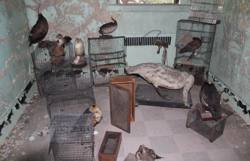 Cursed_Dead bird collection | Scrolller