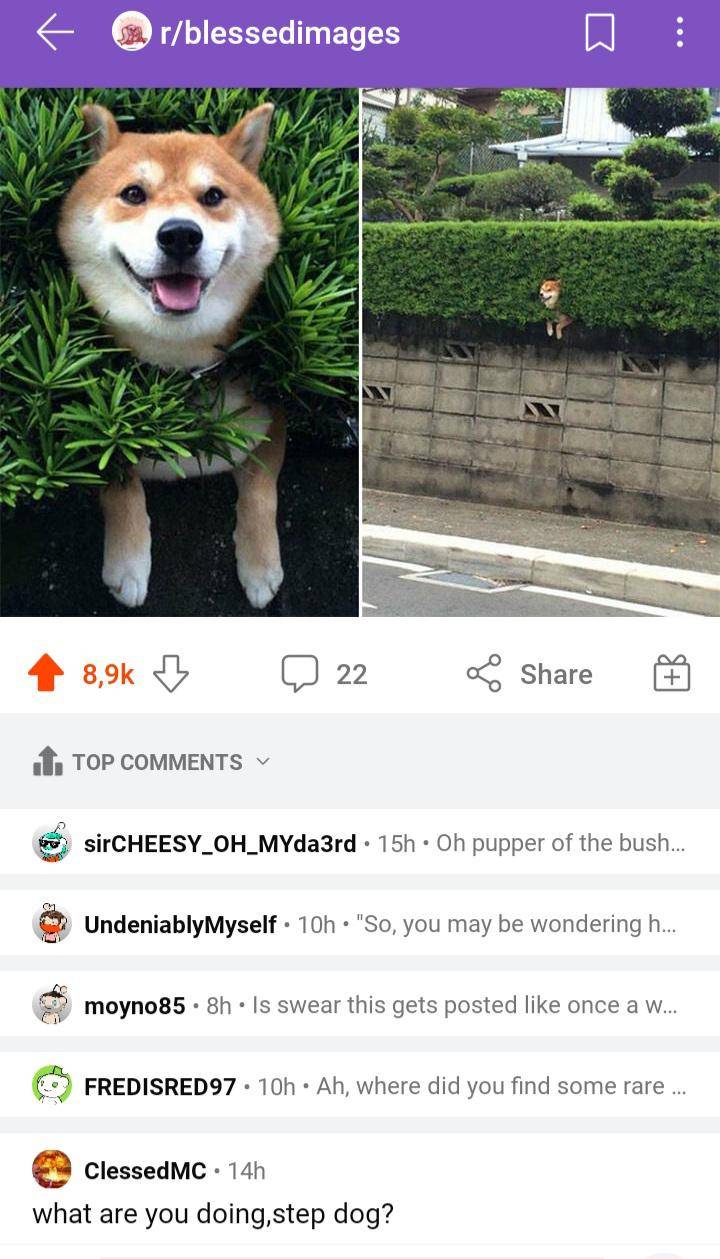 Cursed Doge | Scrolller