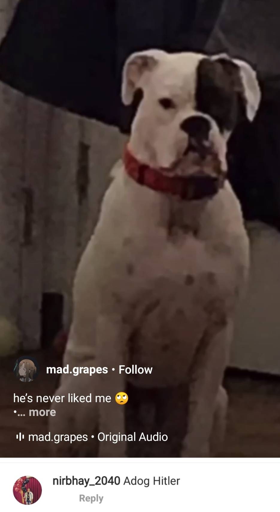 Cursed_Dogler | Scrolller