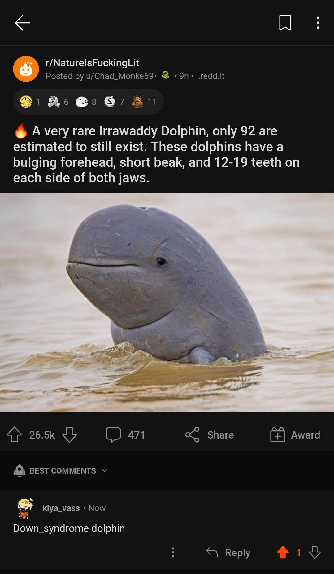 Cursed dolphin am I wrong though? | Scrolller