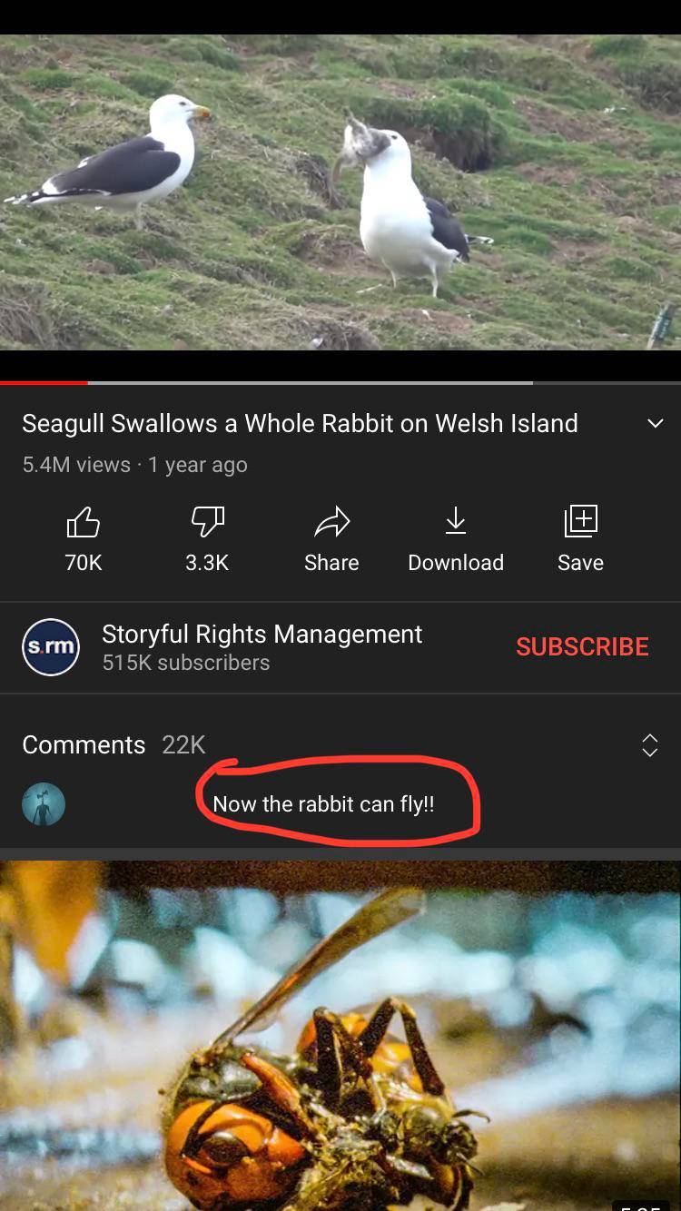 Cursed flying | Scrolller