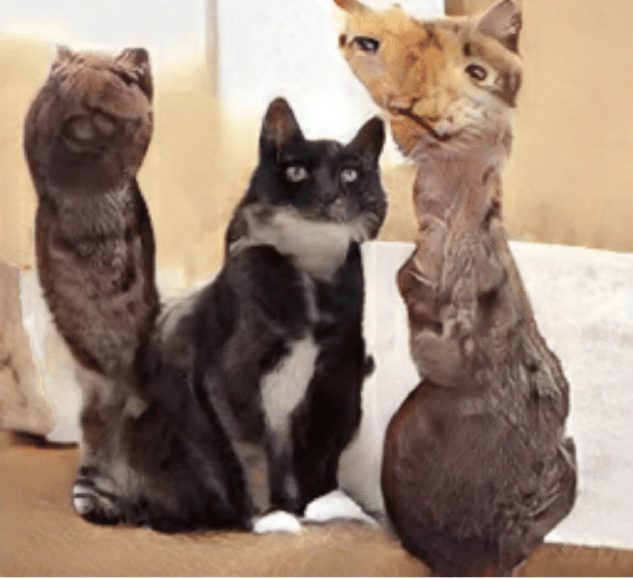 Cursed_fRiEnDs | Scrolller