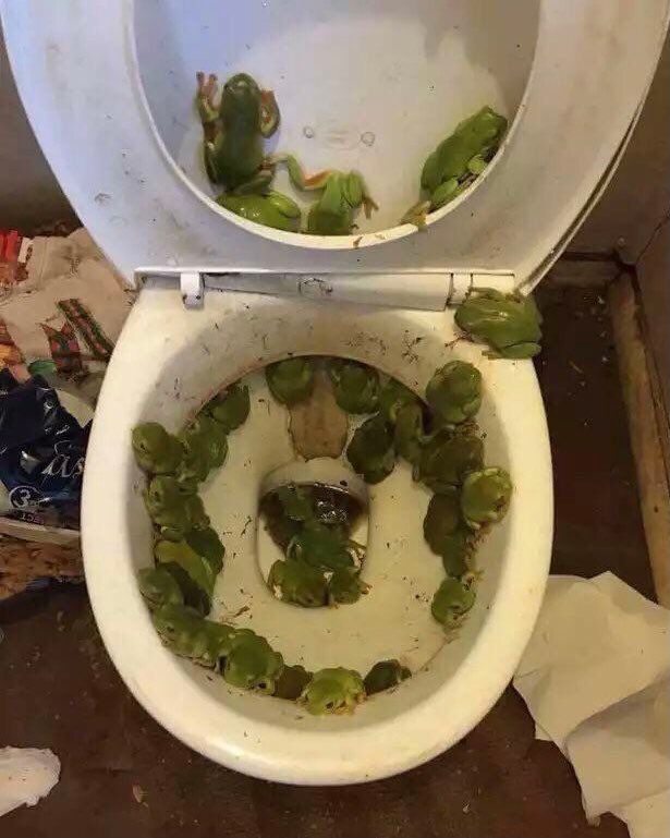 cursed frog toilet | Scrolller