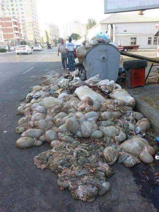 Cursed_garbage | Scrolller