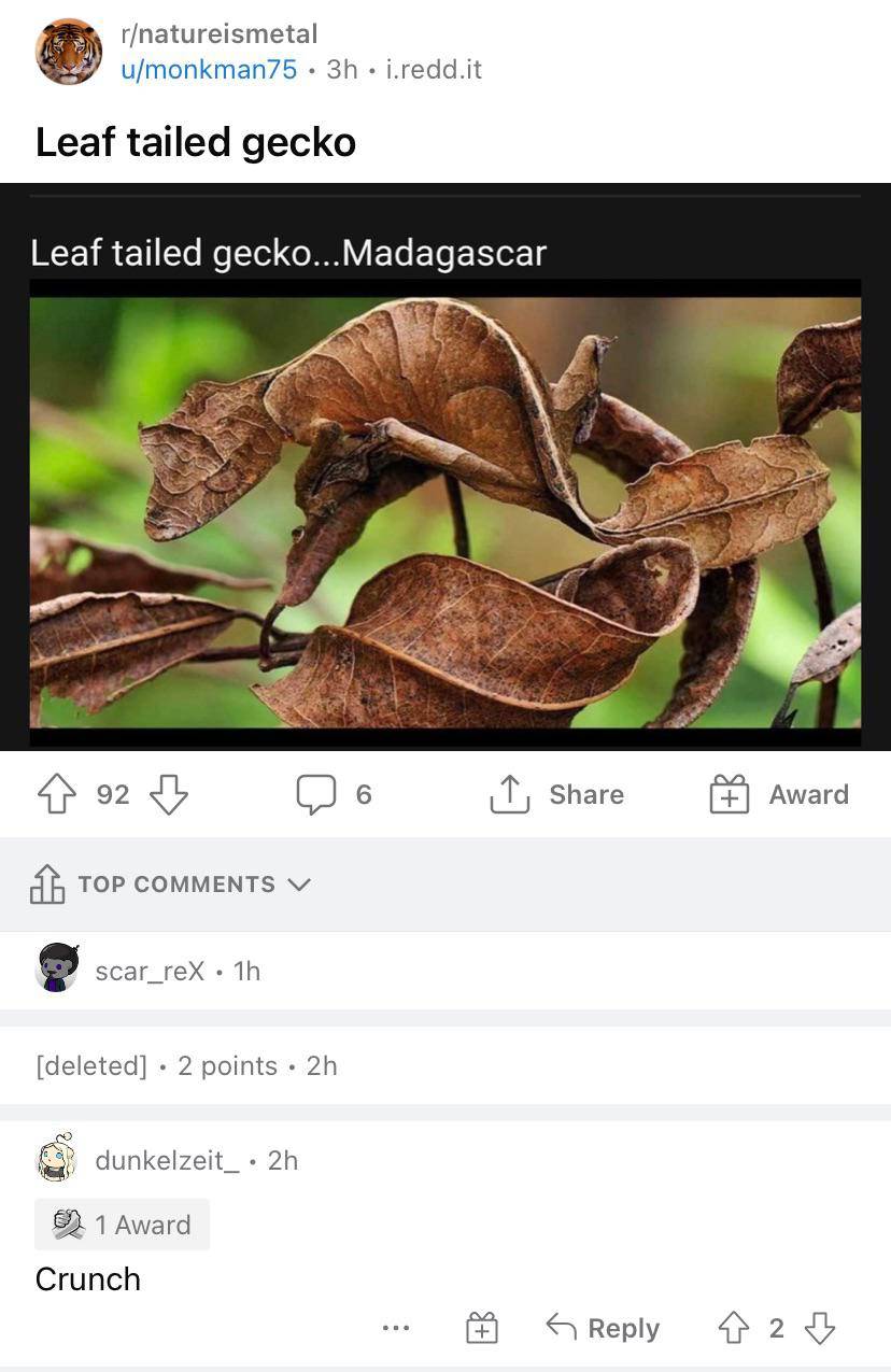 Cursed_gecko | Scrolller