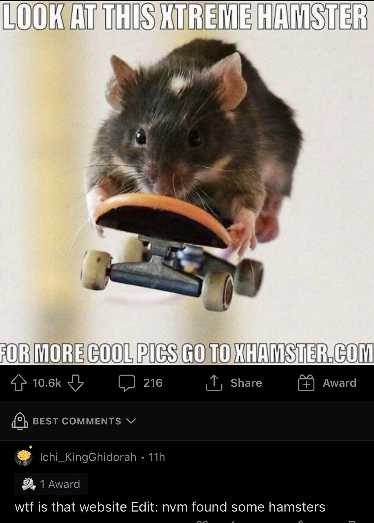 Cursed_Hamster | Scrolller
