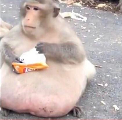 Cursed Hungy Monke | Scrolller