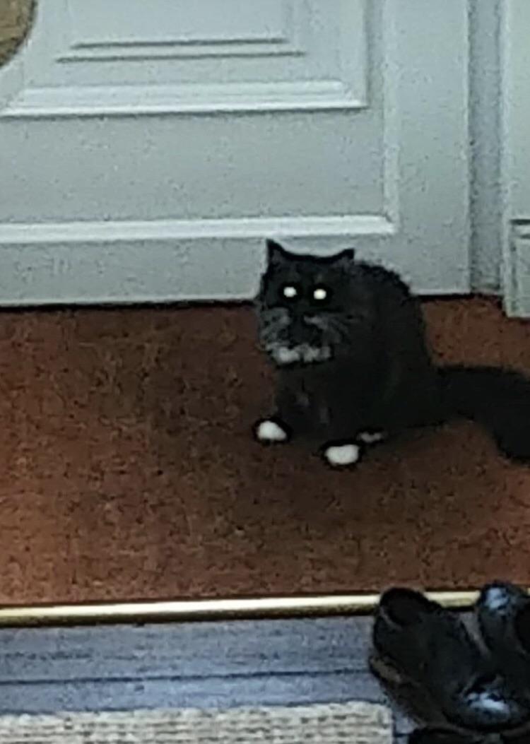 Cursed kitten | Scrolller