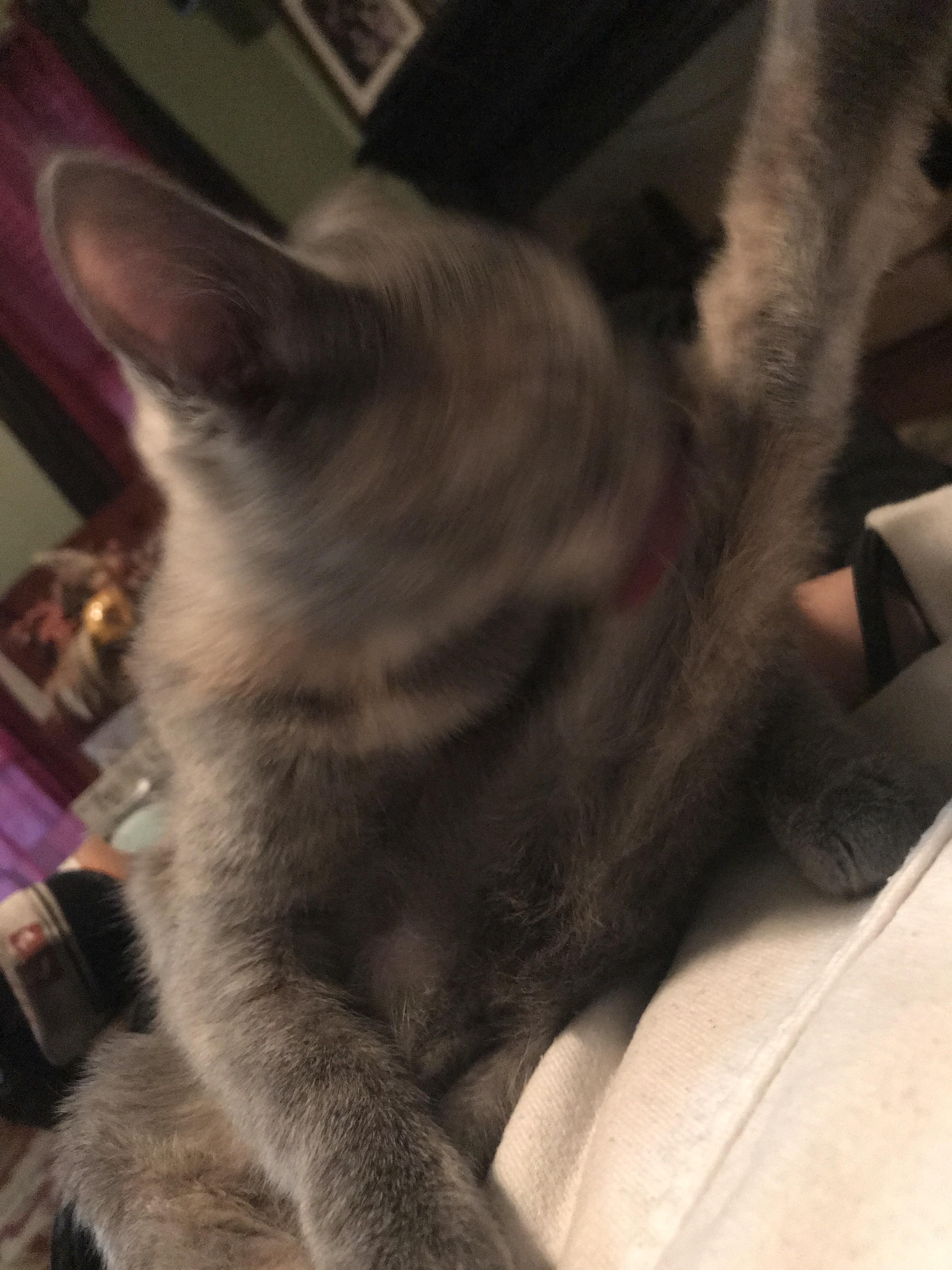 cursed_lick | Scrolller