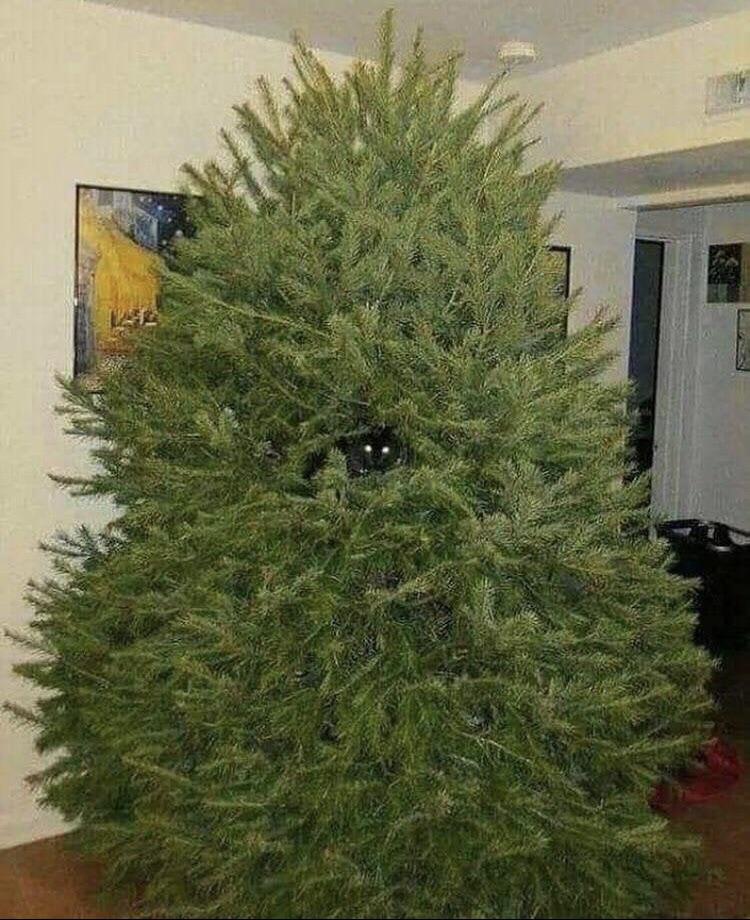 Cursed_Lorax | Scrolller