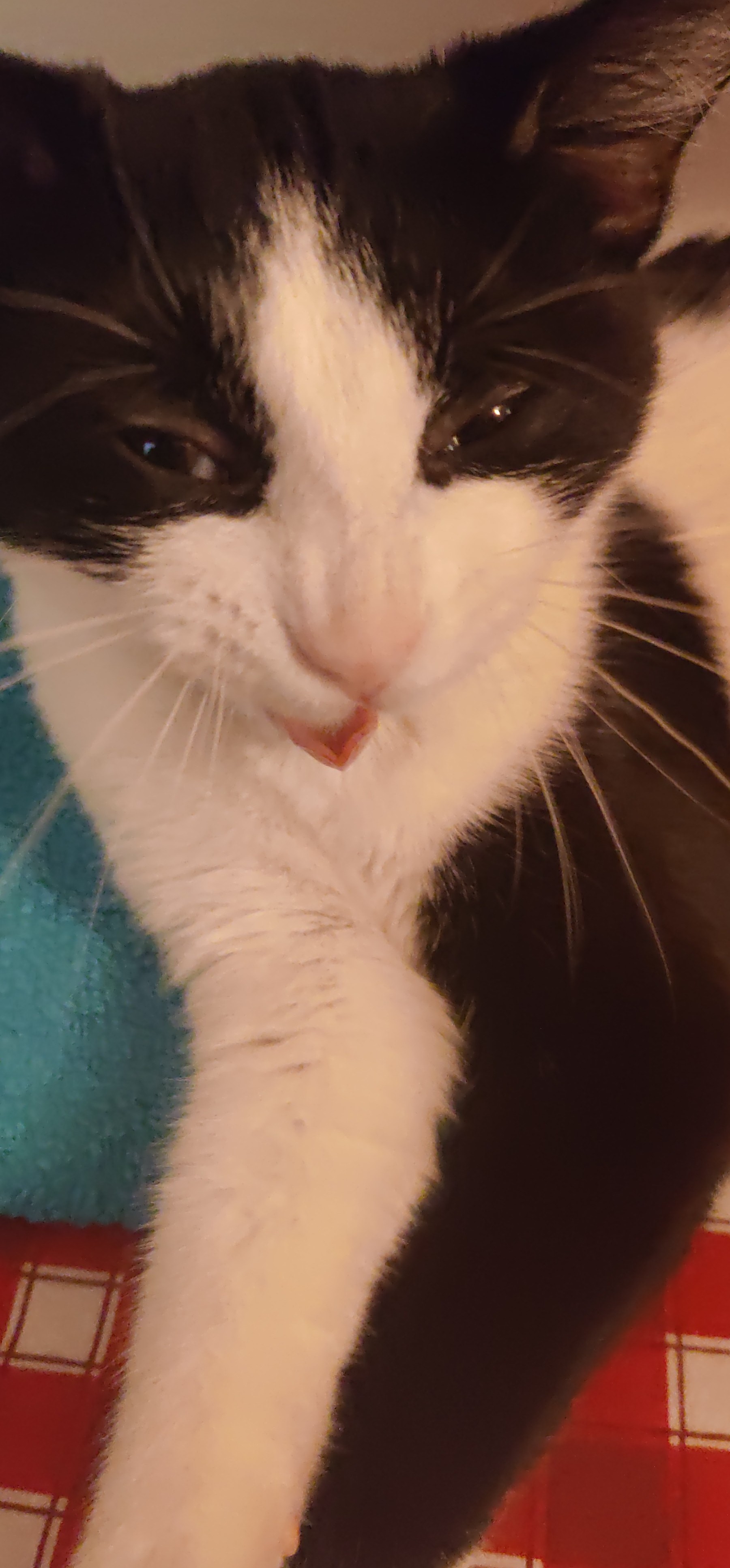 cursed_mlem | Scrolller