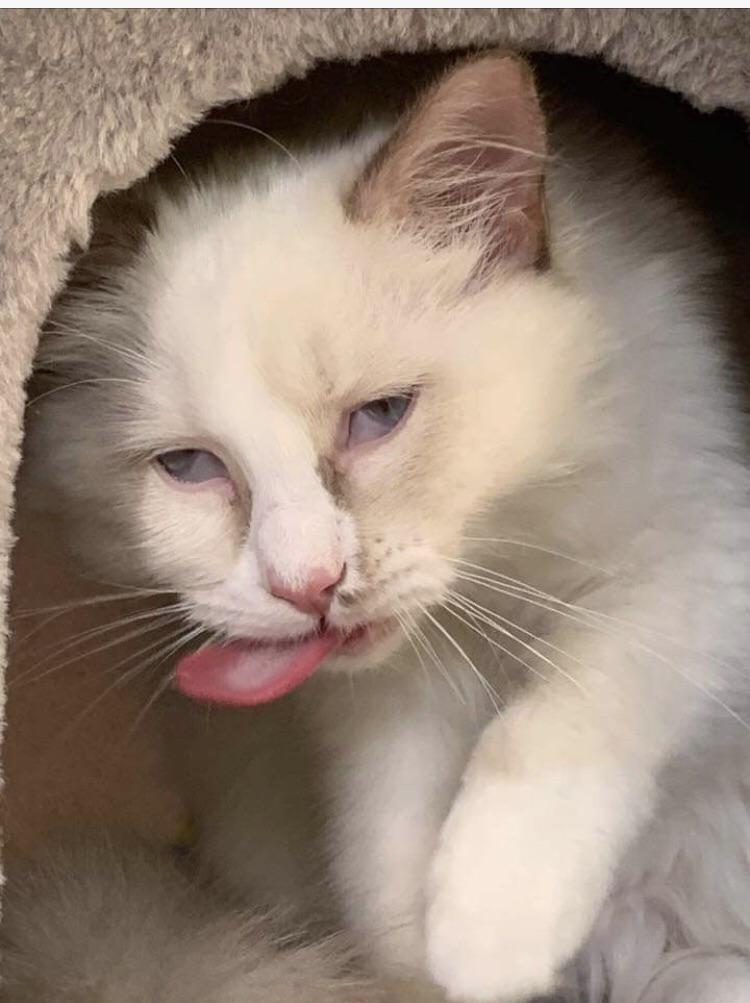 Cursed_mlemlemlem | Scrolller