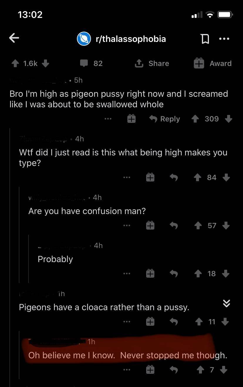 Cursed_Pigeons | Scrolller
