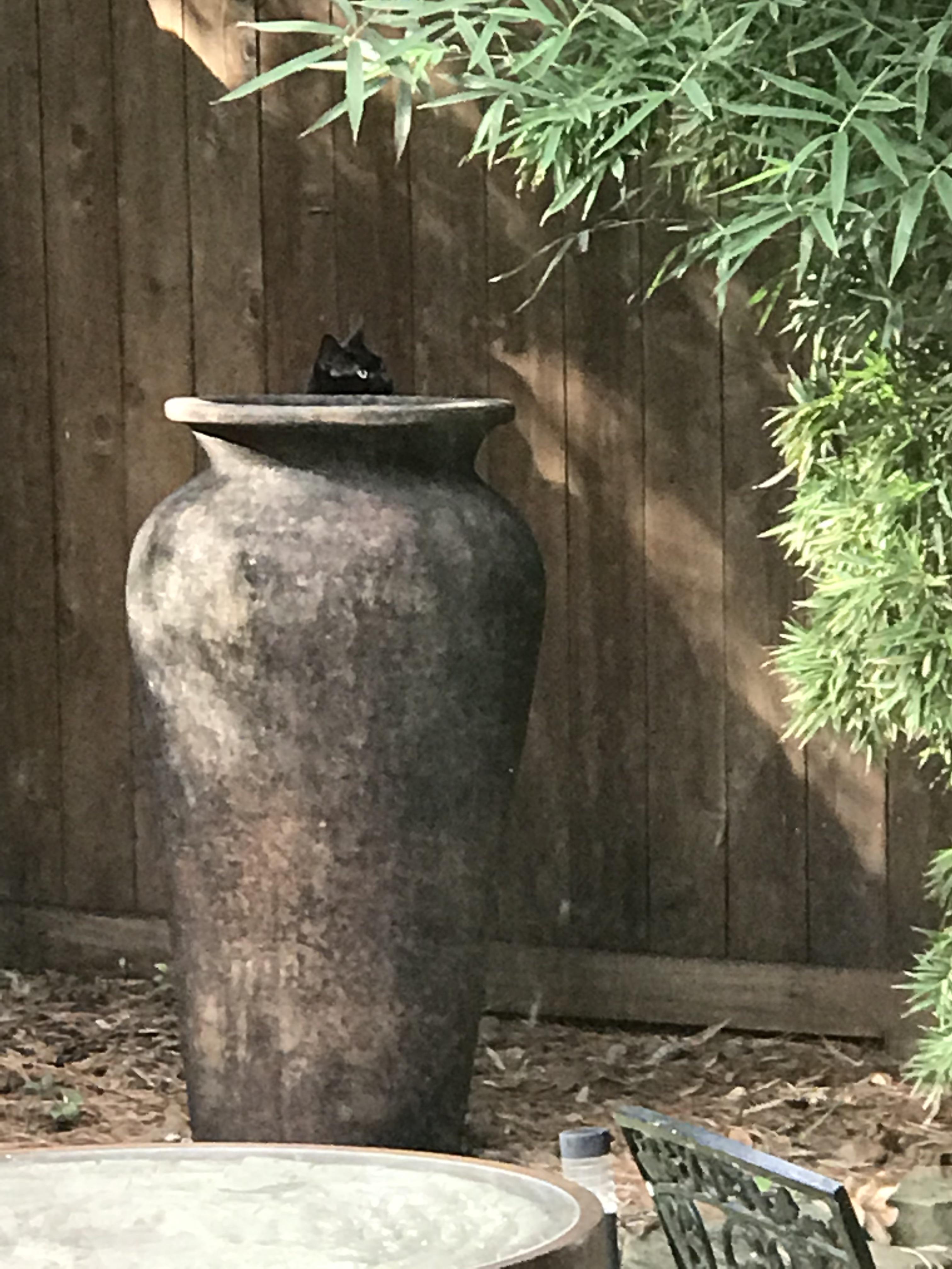 Cursed_Plant | Scrolller