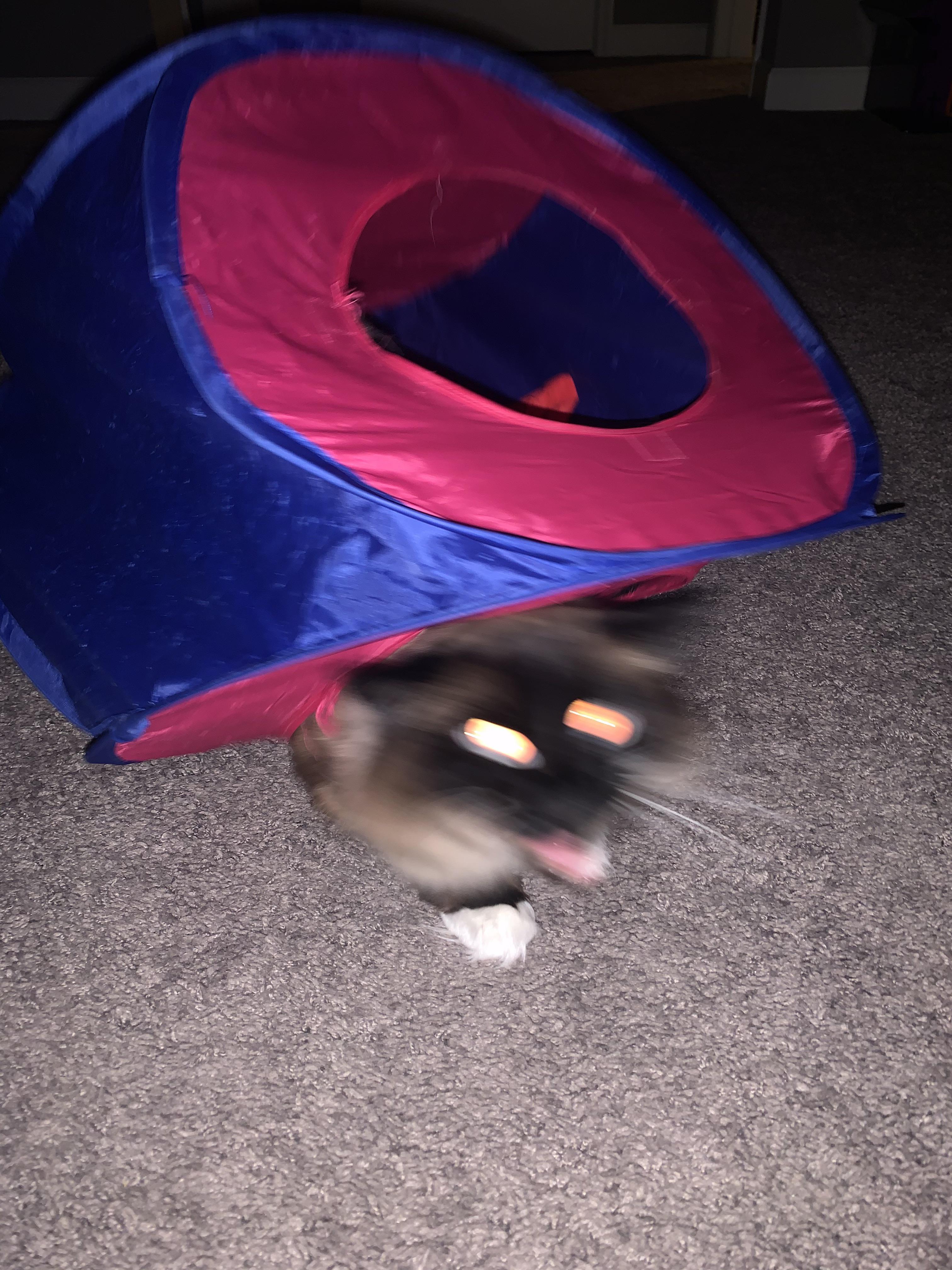 cursed_scream | Scrolller