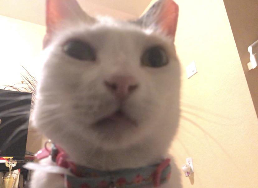 Cursed_selfie | Scrolller