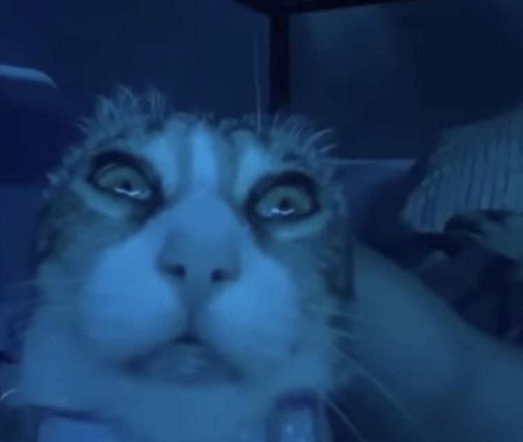 Cursed_Selfie | Scrolller