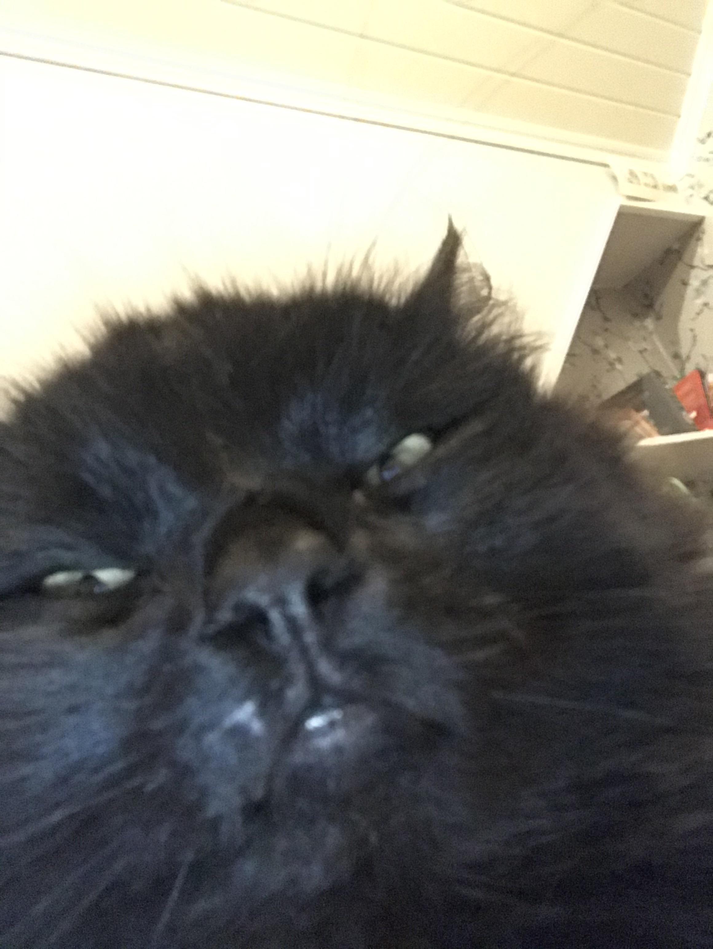 cursed_stare | Scrolller