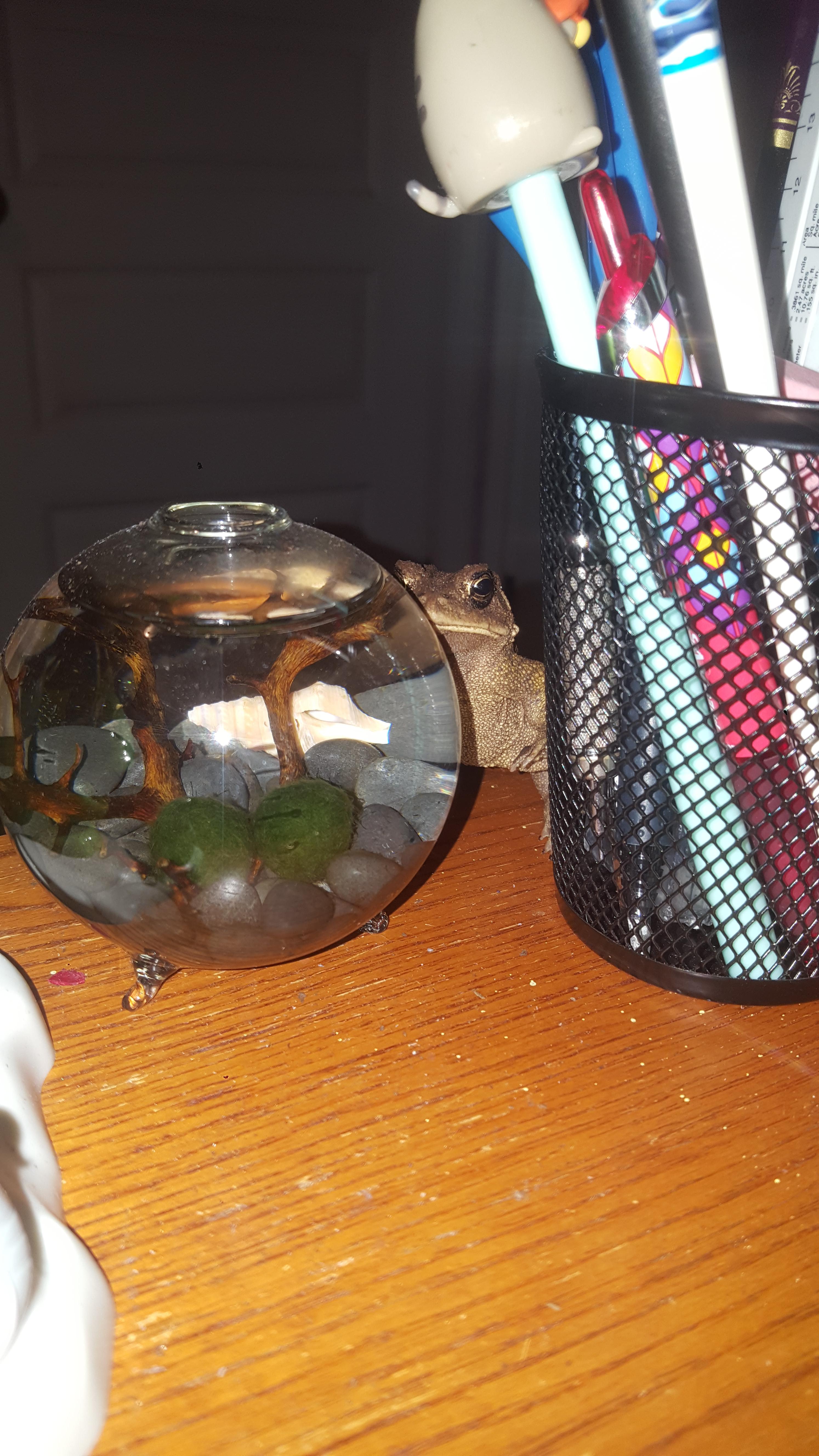 Cursed_Toad | Scrolller