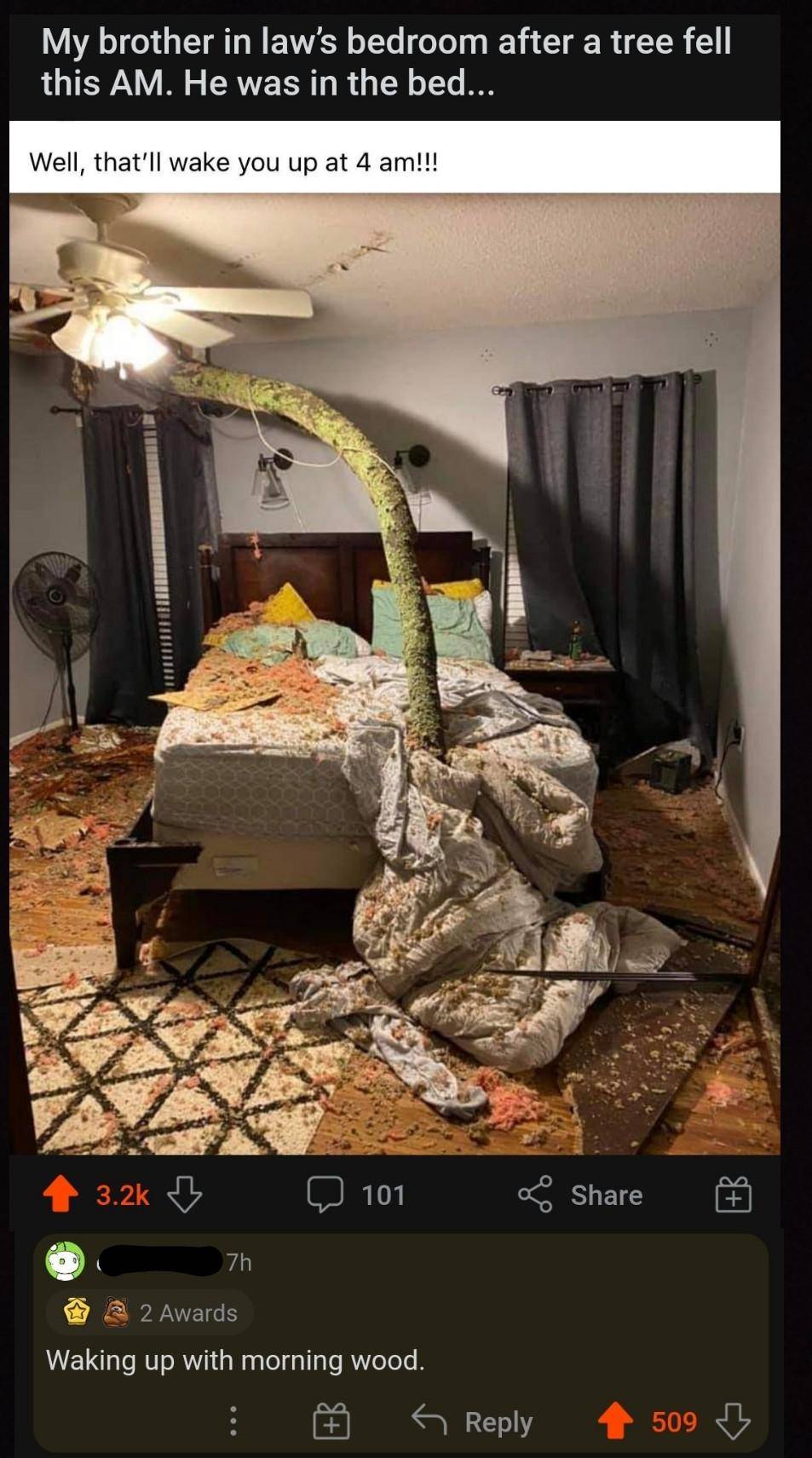 Cursed_wood | Scrolller