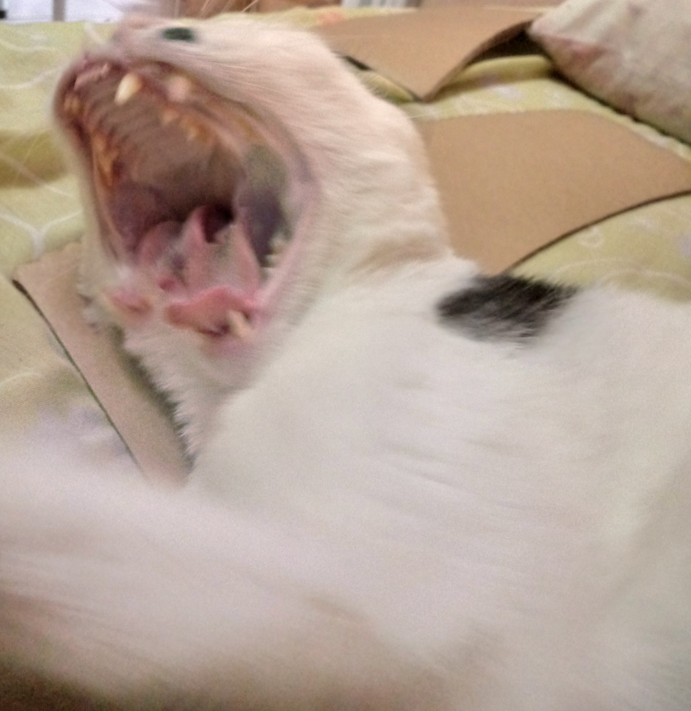 cursed_yawn | Scrolller