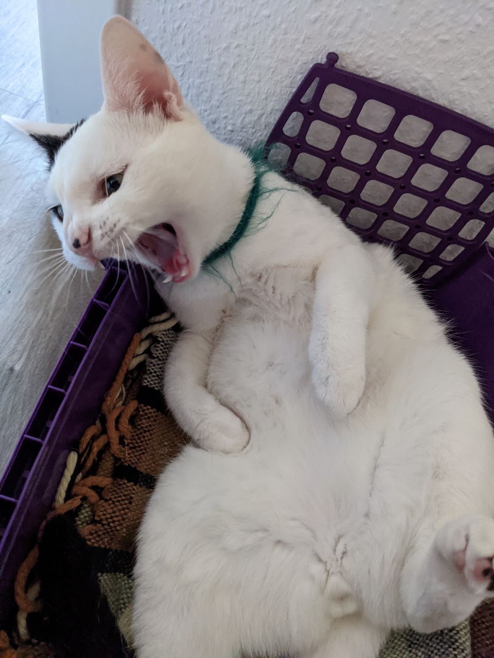 cursed_yawn | Scrolller