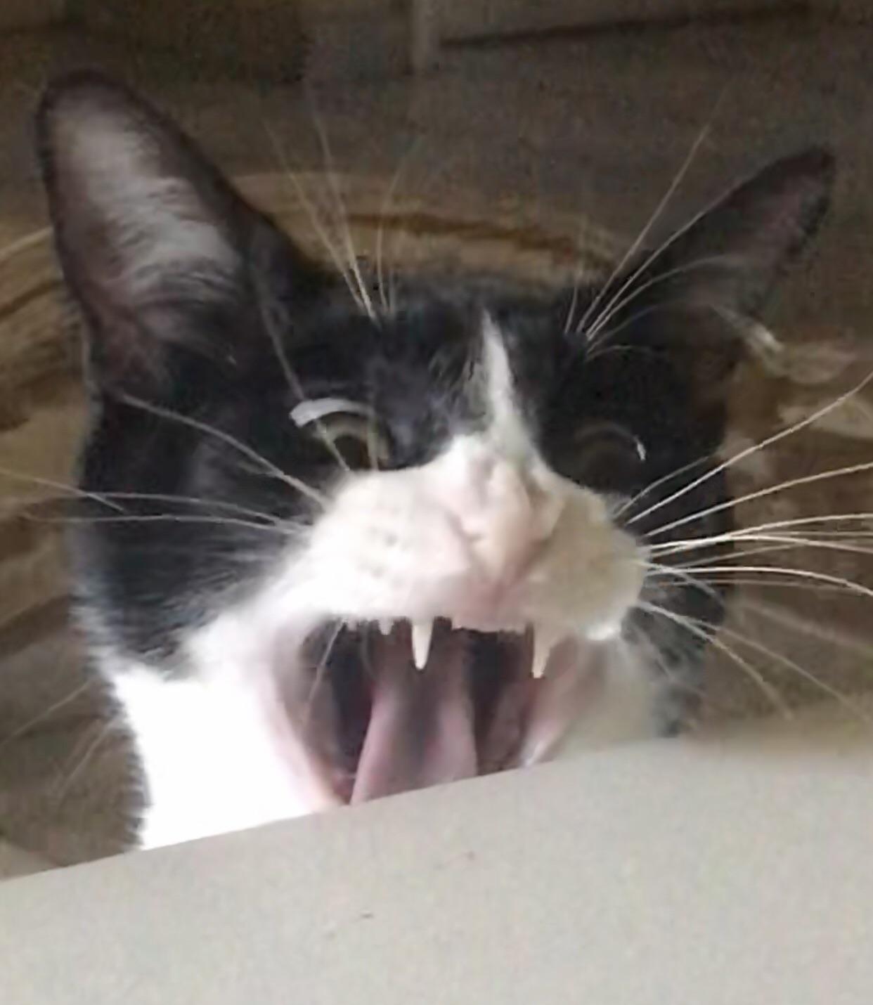 Cursed_yawn | Scrolller