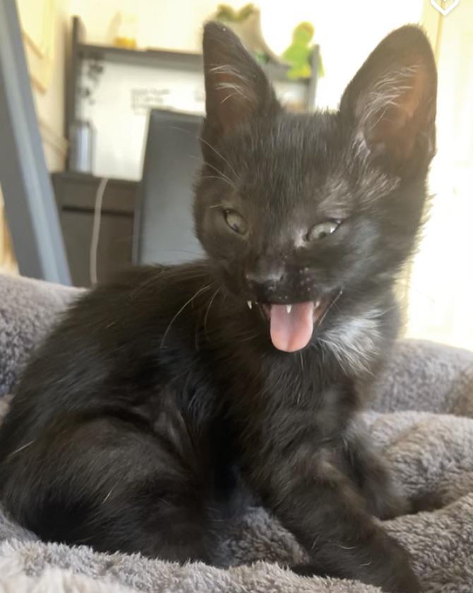 cursed_yawn | Scrolller