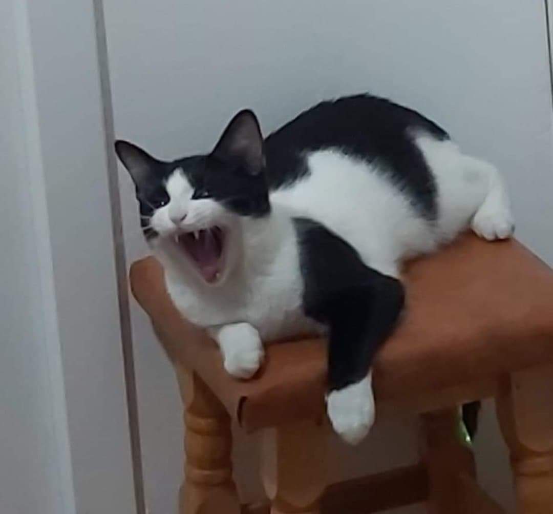 cursed_yawn | Scrolller