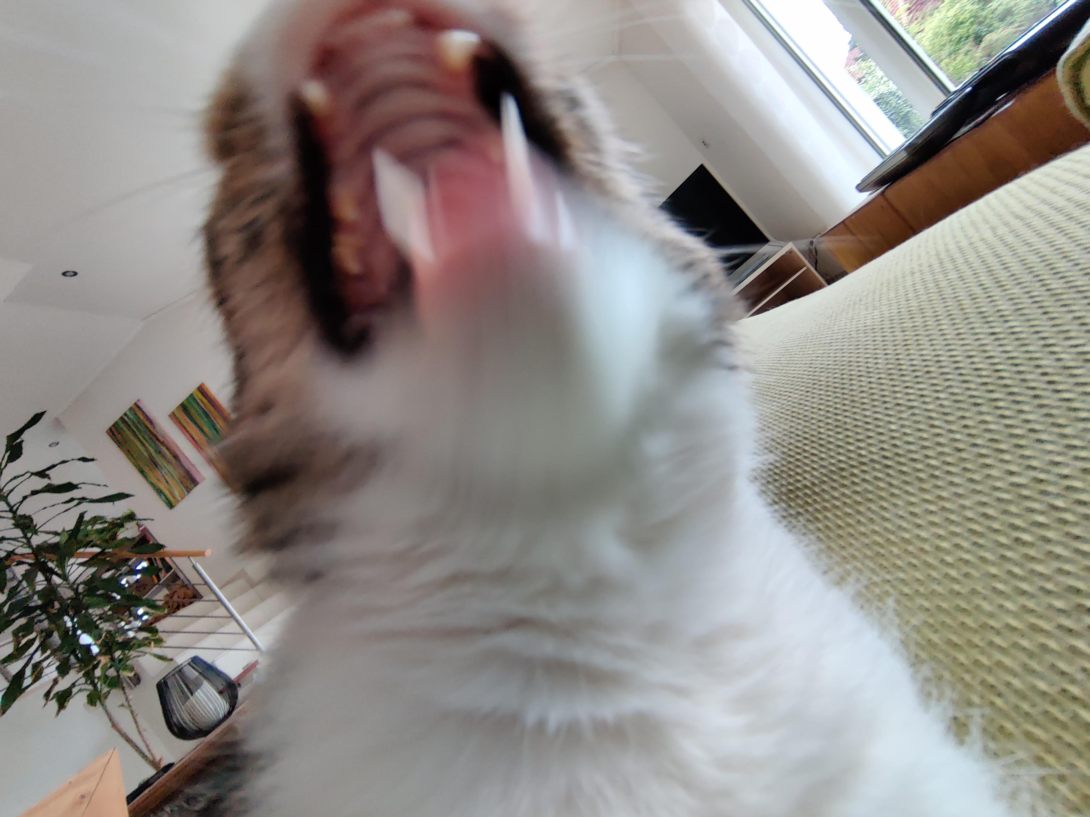 Cursed_yawn | Scrolller