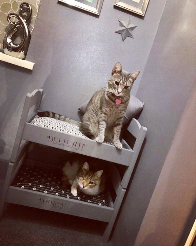 Customised bunk beds for curious kitties! | Scrolller