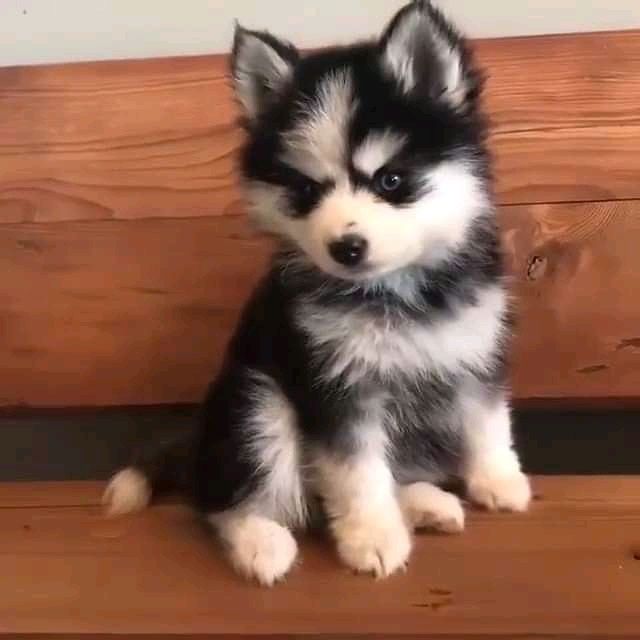 Cute and intelligent | Scrolller