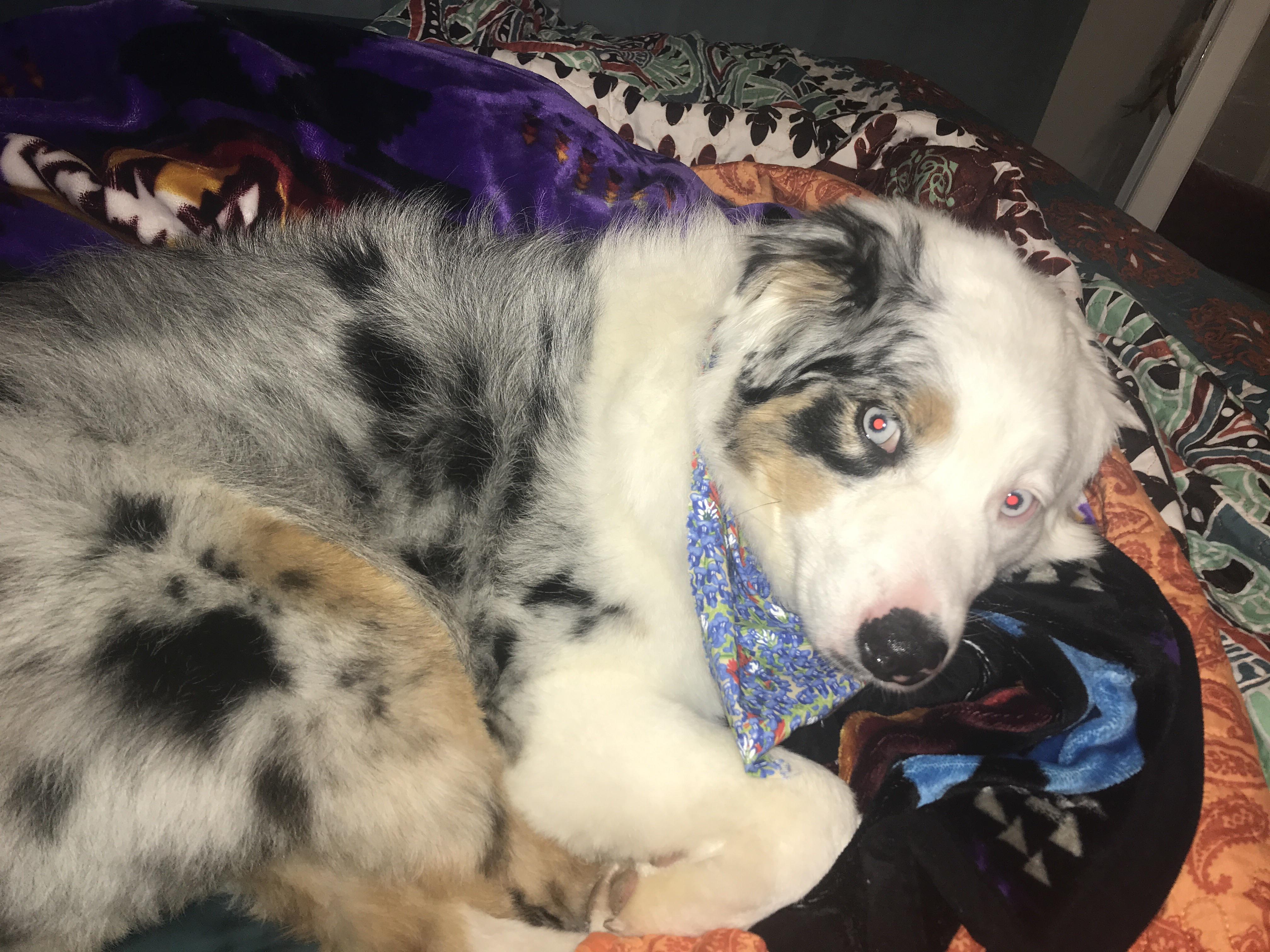 Cute Aussie | Scrolller