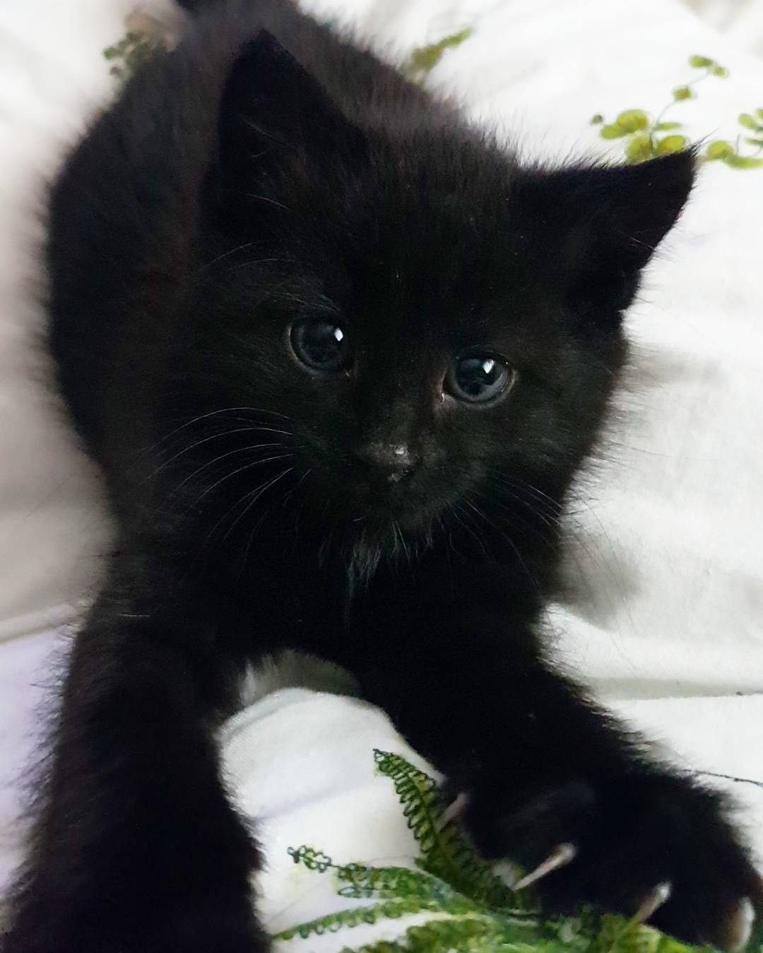 Cute but deadly. Tiny murder mitts! IG @Irish_adventure_kitty | Scrolller