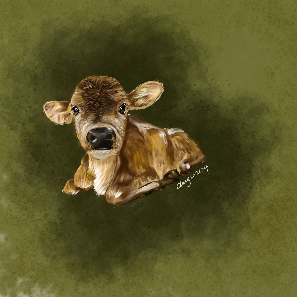 Cute calf... | Scrolller