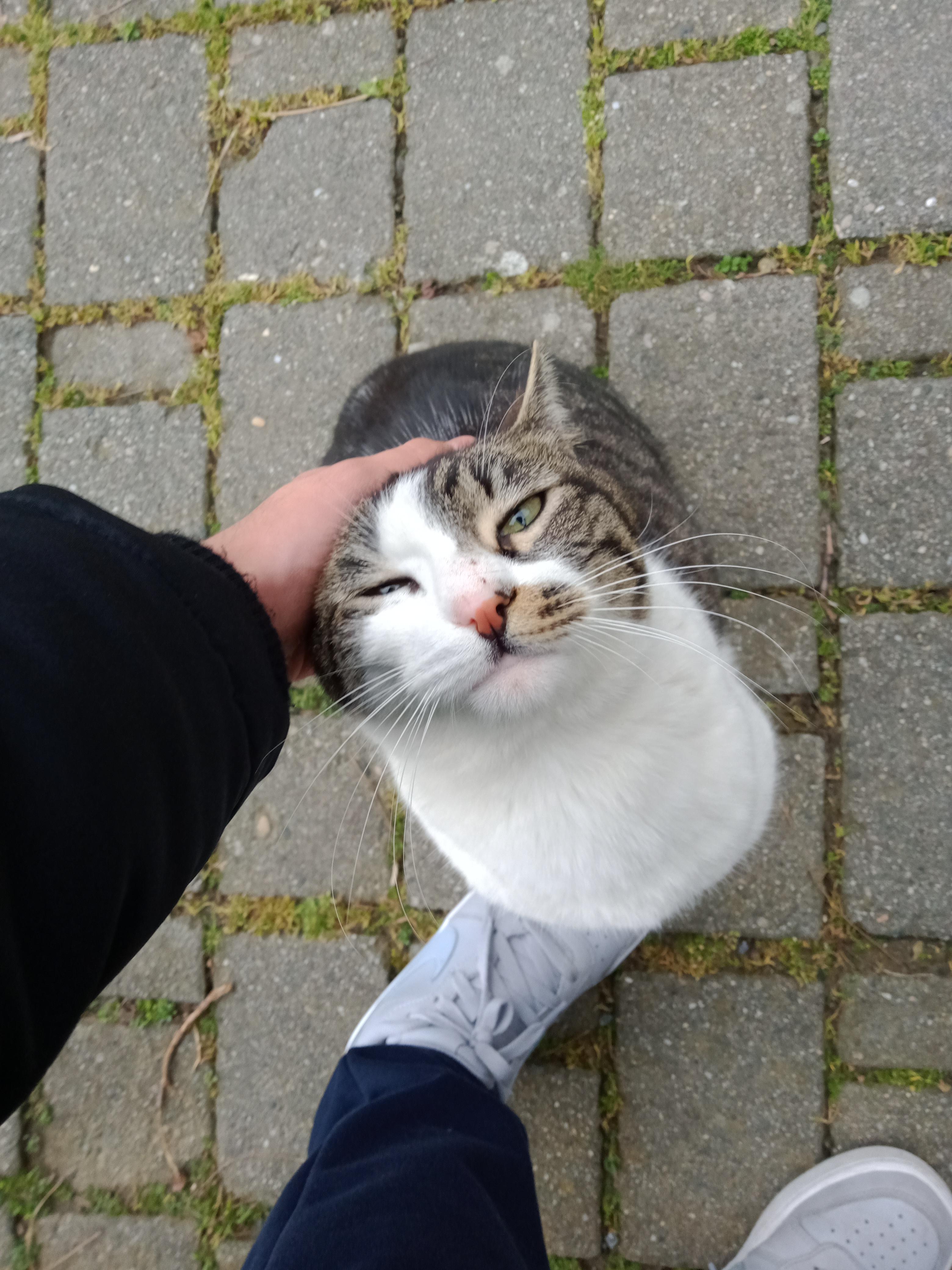 Cute chonky boy! | Scrolller