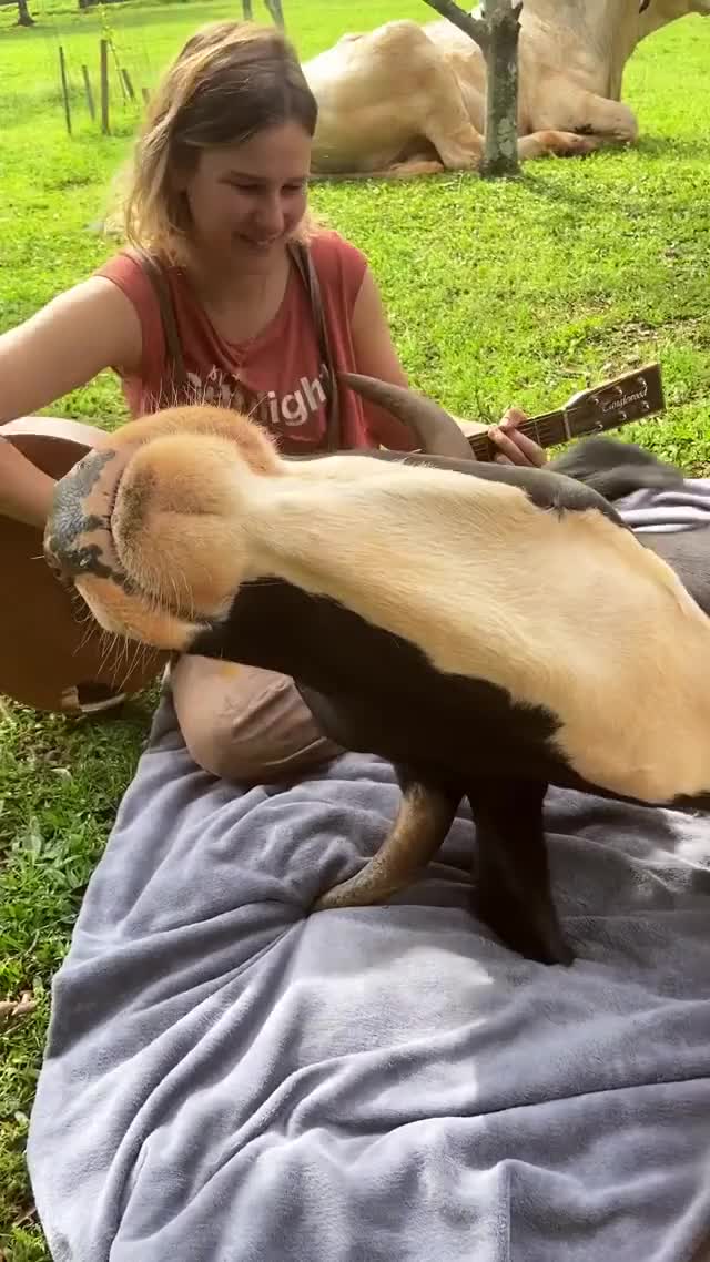 Cute cow | Scrolller