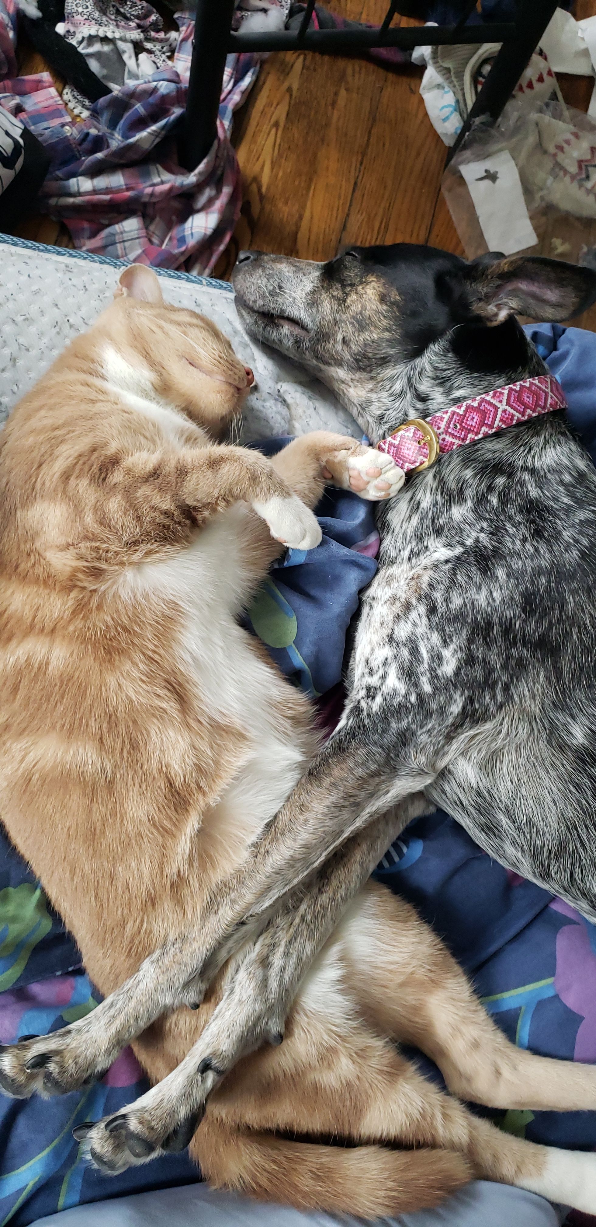 Cute cuddles | Scrolller