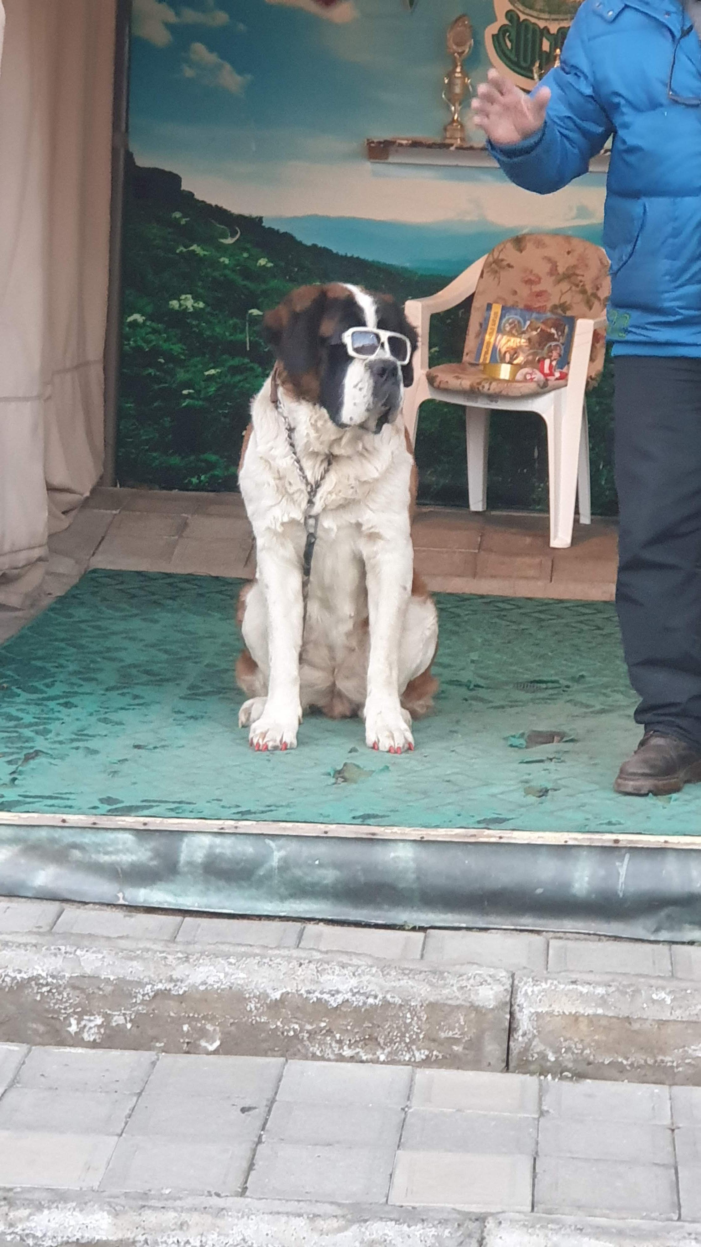 Cute doggo | Scrolller