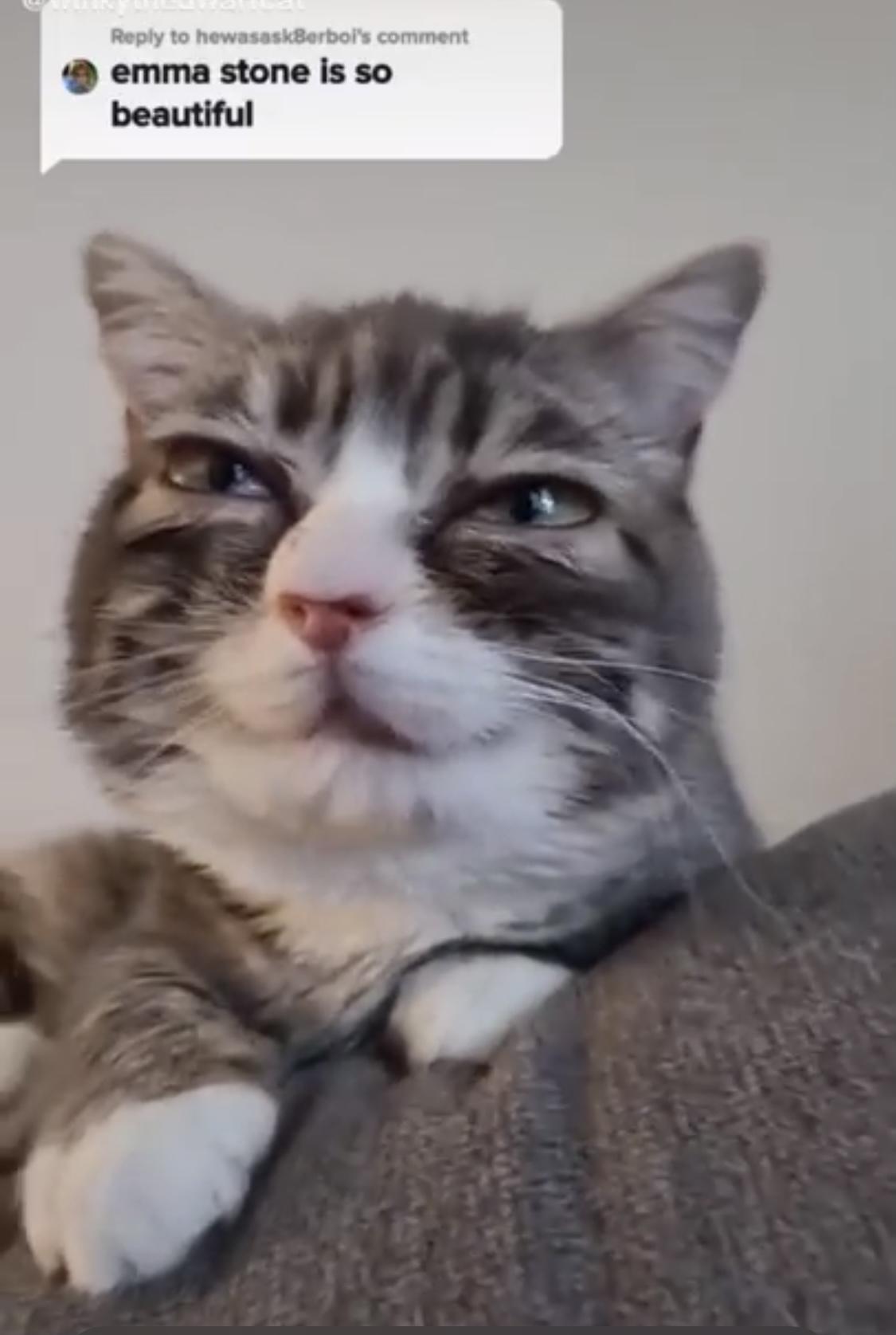 Cute kitty | Scrolller