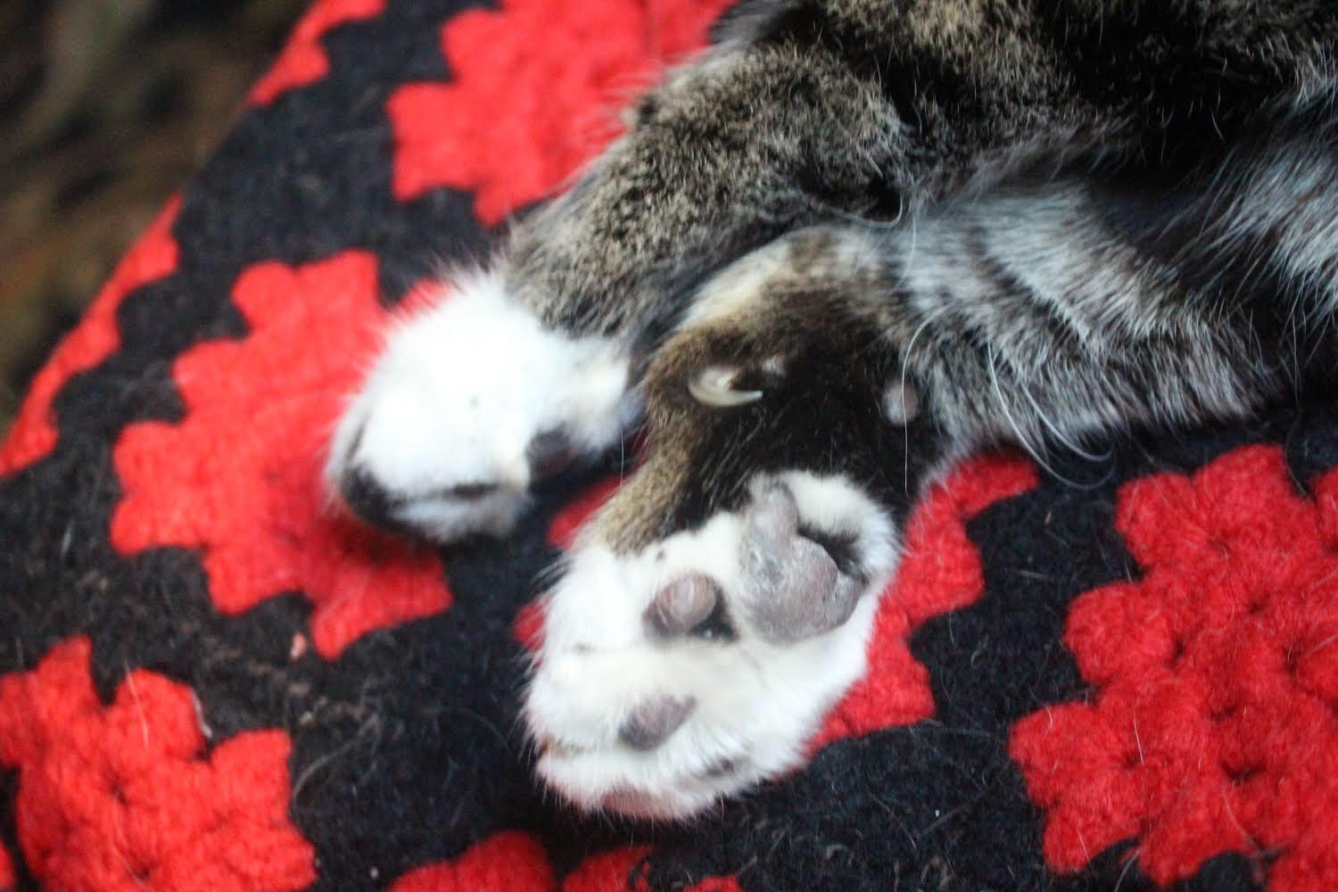 Cute kitty paws | Scrolller